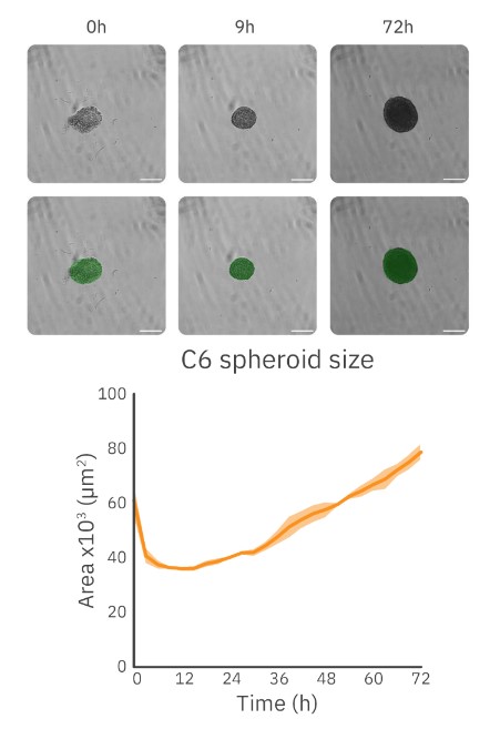 Quantifying chemotoxicity on cancer cell colony formation using live-cell imaging | Axion Biosystems